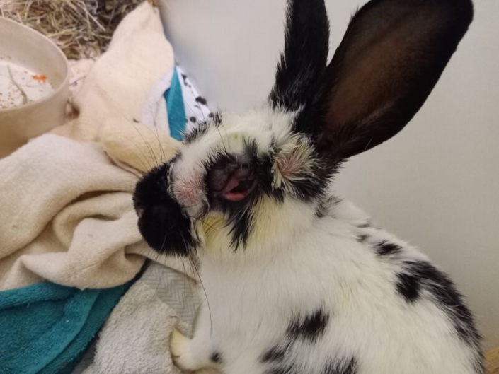 Myxomatosis in Rabbits – How to rabbit