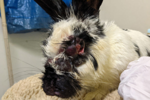Myxomatosis in Rabbits – How to rabbit