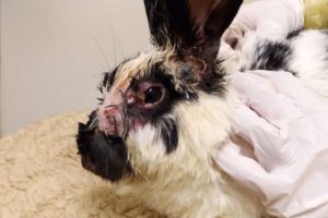 Myxomatosis in Rabbits – How to rabbit