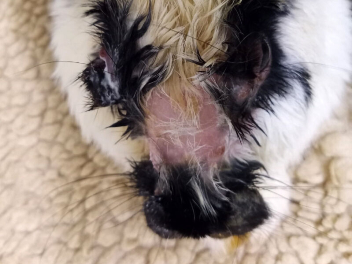 Myxomatosis in Rabbits – How to rabbit
