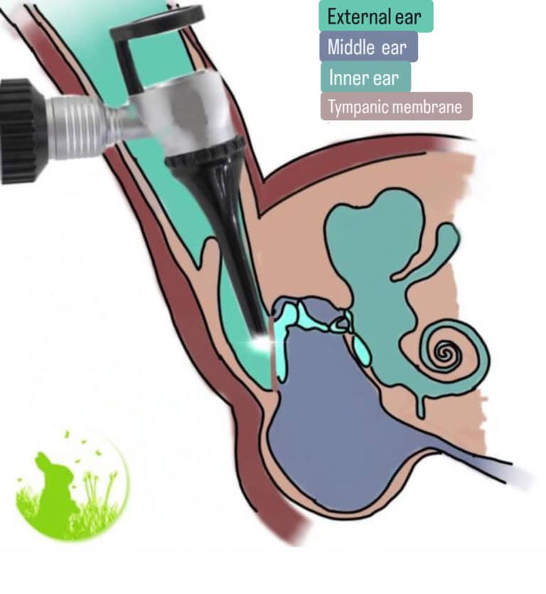 Ear Infection – How to rabbit