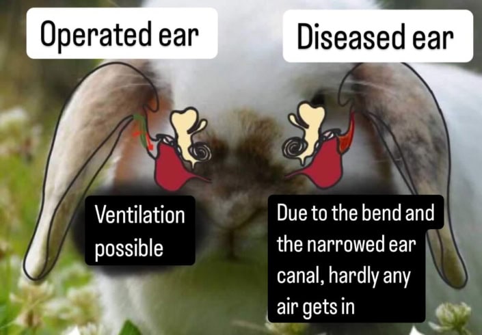 Ear Infection – How to rabbit