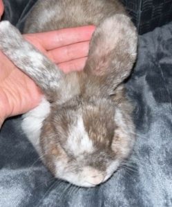 Ear Infection – How to rabbit