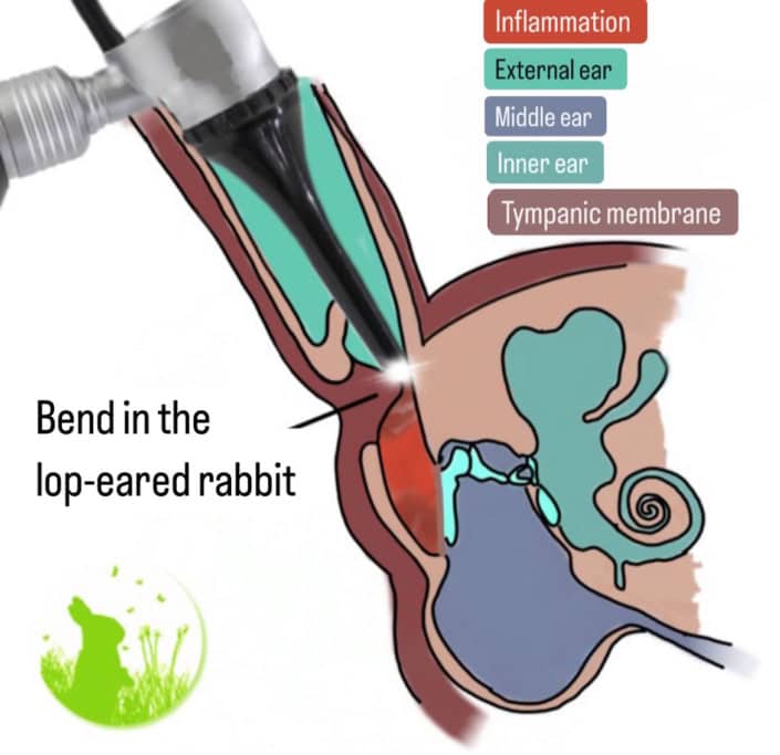 Ear Infection – How to rabbit