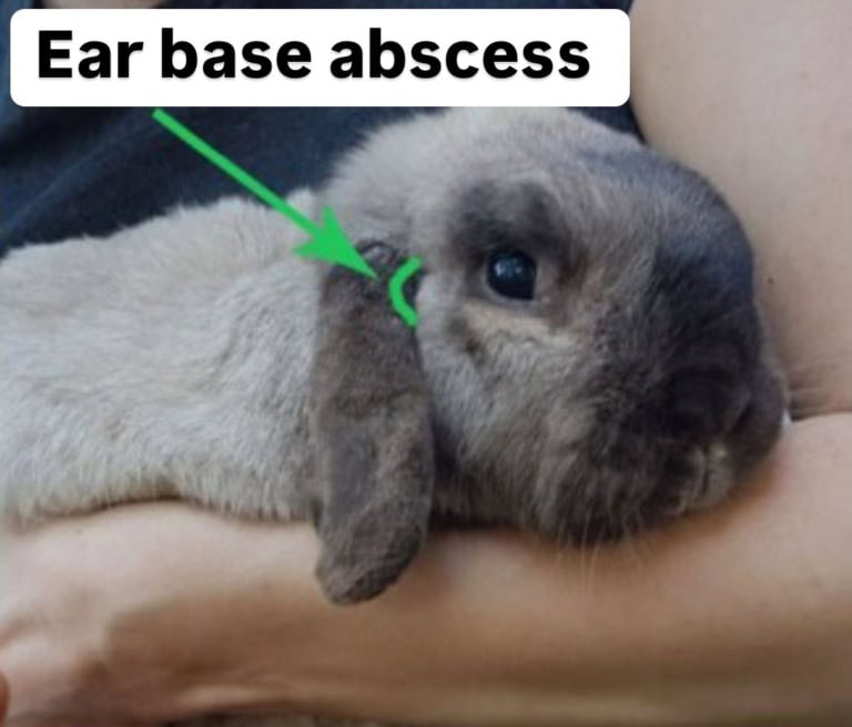 Ear Infection – How to rabbit