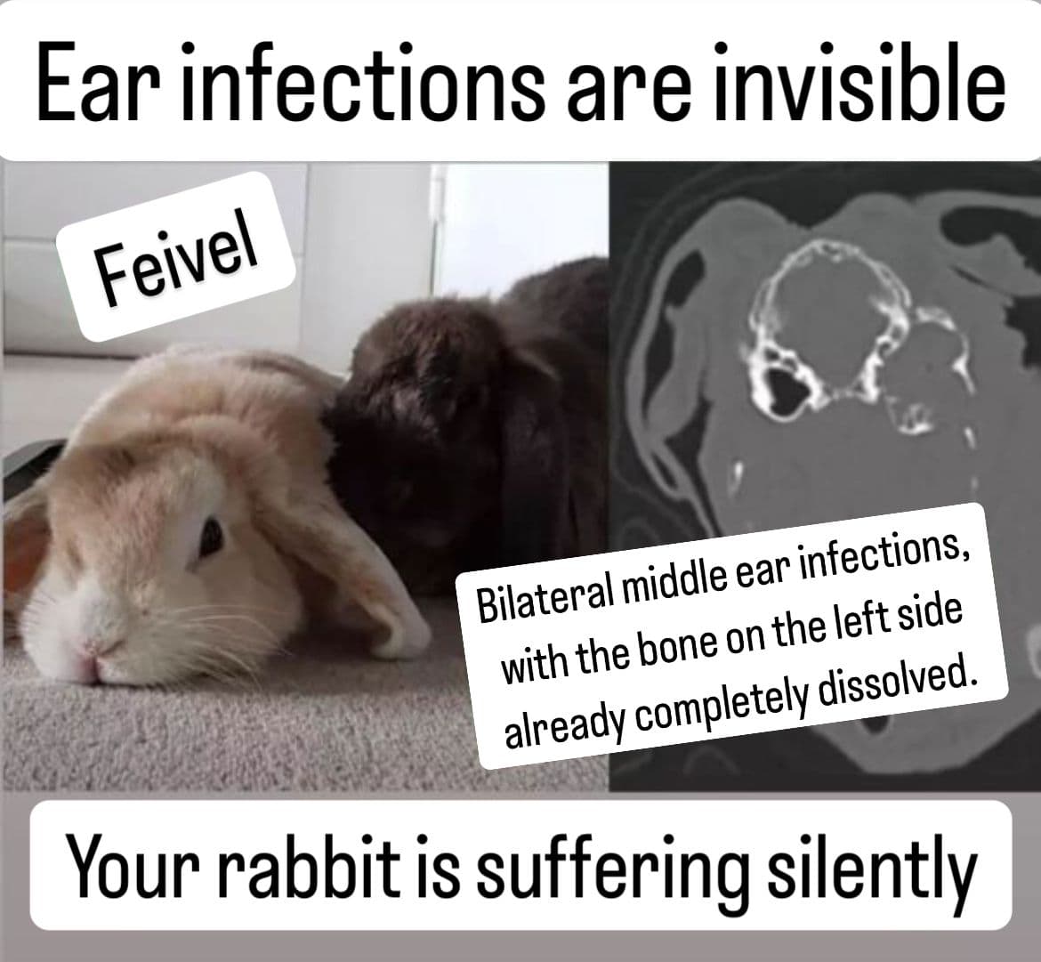 Ear Infection – How to rabbit
