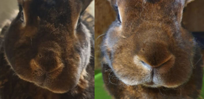 Ear Infection – How to rabbit
