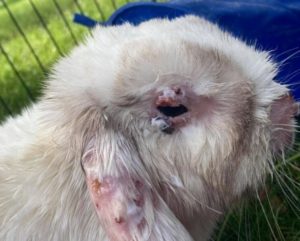 Myxomatosis in Rabbits – How to rabbit