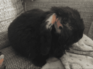 Ear Infection – How to rabbit
