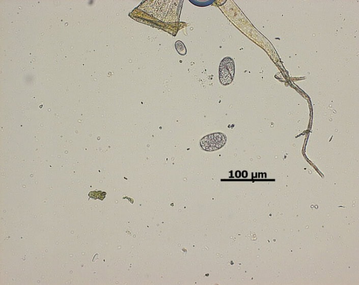 Worms – How to rabbit