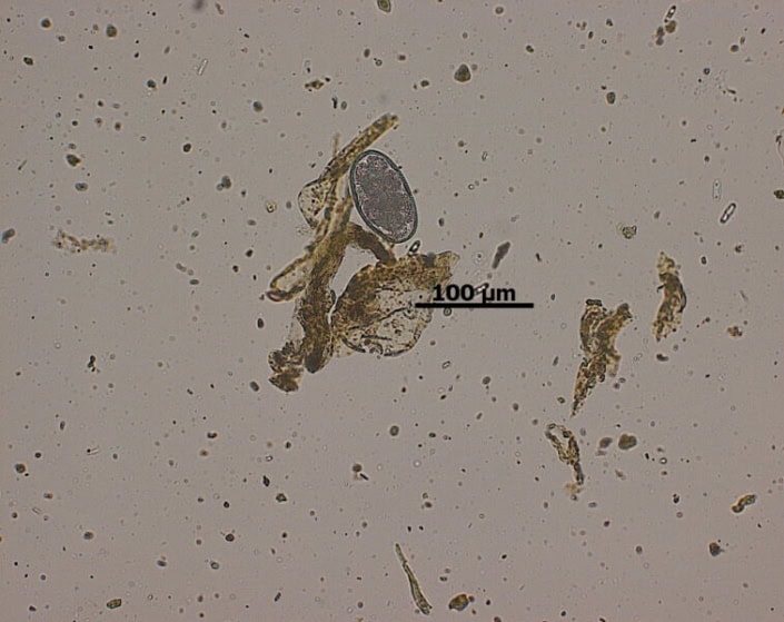 Worms – How to rabbit