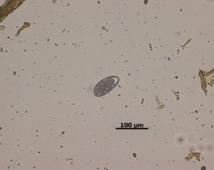 Worms – How to rabbit