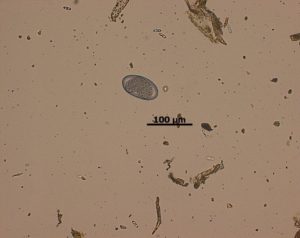 Worms – How to rabbit