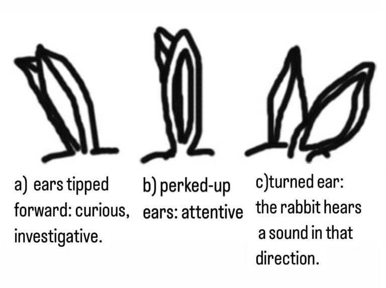 The Problem with Lop Rabbits – How to rabbit