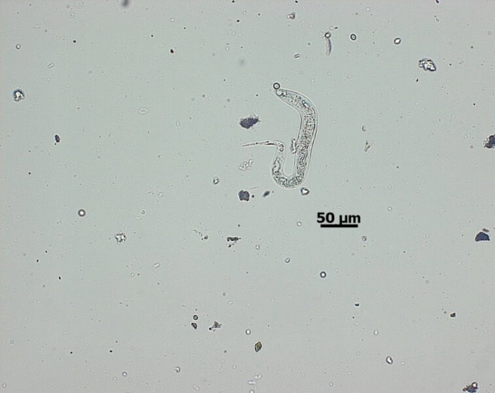 Worms – How to rabbit