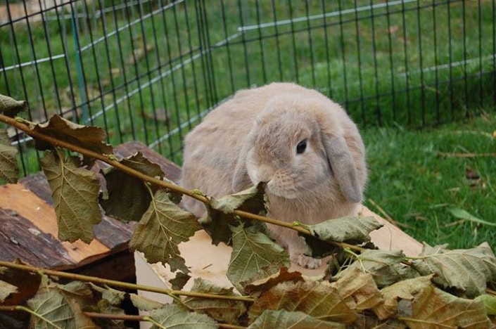The Problem with Lop Rabbits – How to rabbit