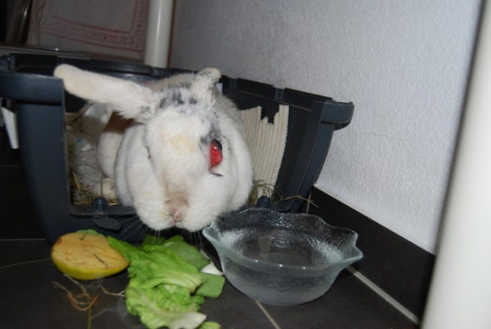Abscesses – How to rabbit