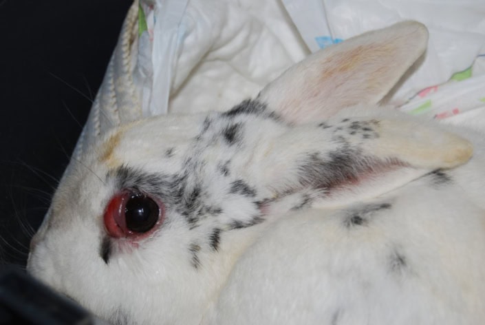 Abscesses – How to rabbit
