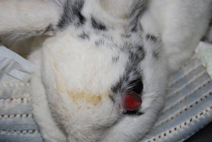 Abscesses – How to rabbit