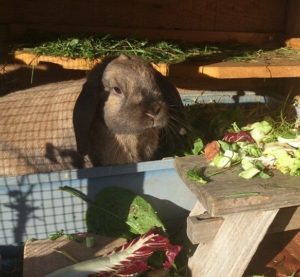 Abscesses – How to rabbit