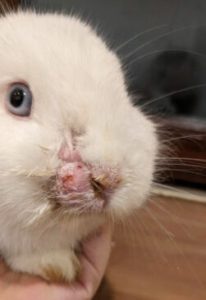 Abscesses – How to rabbit