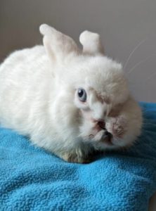 Abscesses – How to rabbit