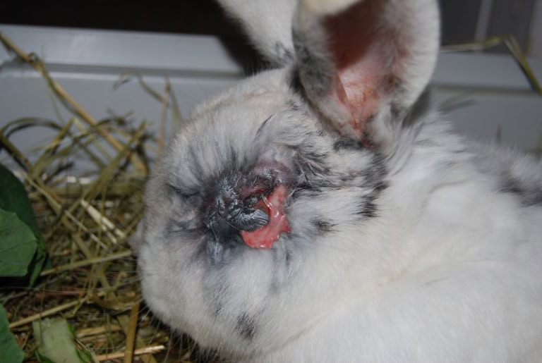 Abscesses – How to rabbit