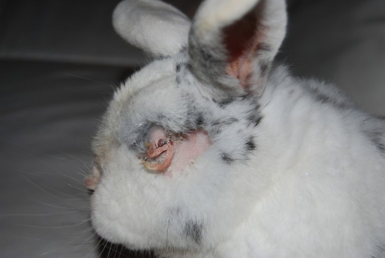 Abscesses – How to rabbit