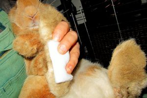 Sore hocks in Rabbits – How to rabbit