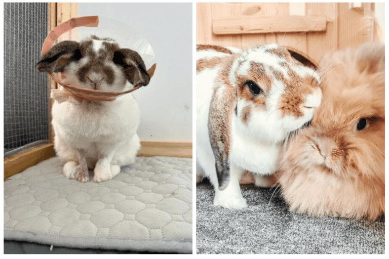 Tumors and Cancer – How to rabbit