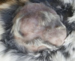 Tumors and Cancer – How to rabbit