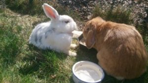 Tumors and Cancer – How to rabbit