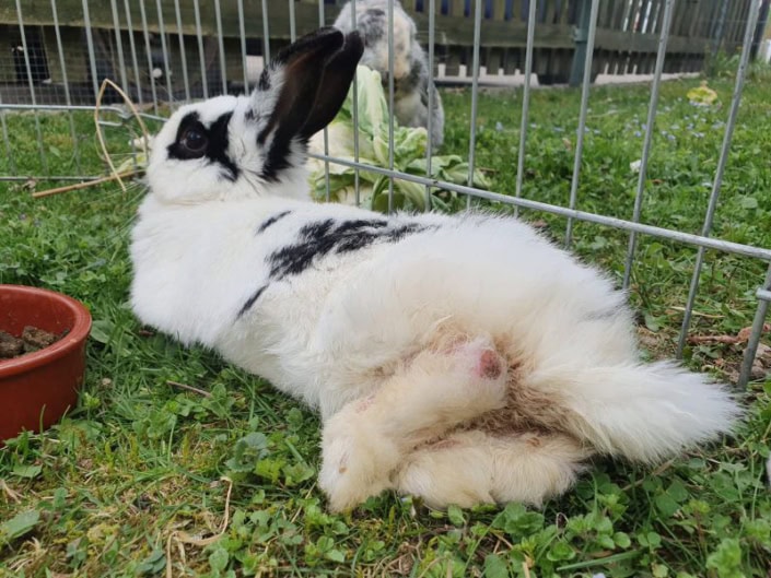 Sore hocks in Rabbits – How to rabbit