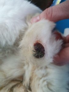 Sore hocks in Rabbits – How to rabbit
