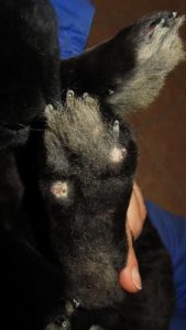 Sore hocks in Rabbits – How to rabbit