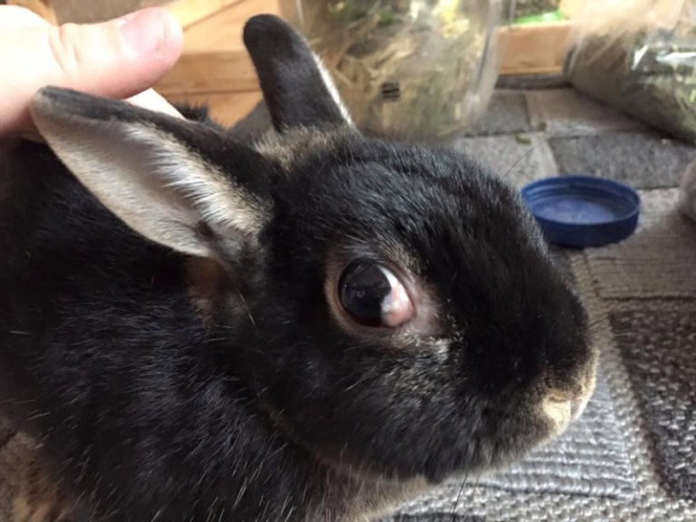 Thymoma, Lymphoma, and others – How to rabbit