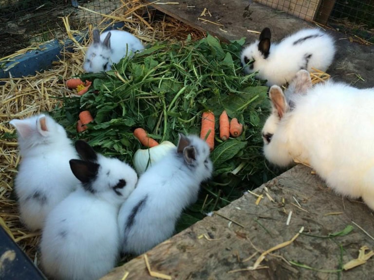 Bacterial enteritis – How to rabbit