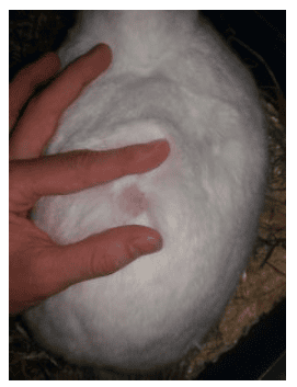 Skin diseases – How to rabbit