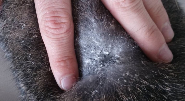 Poisonings in rabbits – How to rabbit