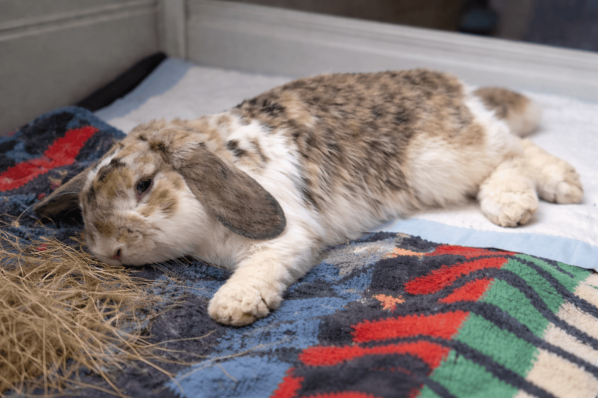 Floppy Rabbit Syndrome in rabbits – How to rabbit